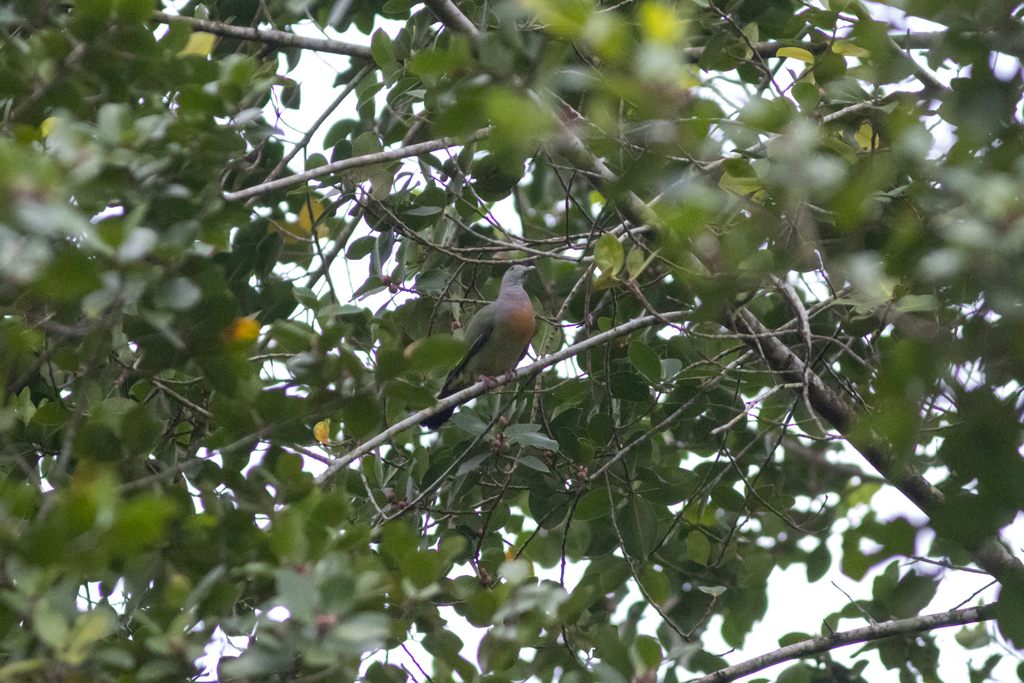 Pink-necked Green-Pigeon from Tham Nam Phut, Mueang Phang-nga District ...
