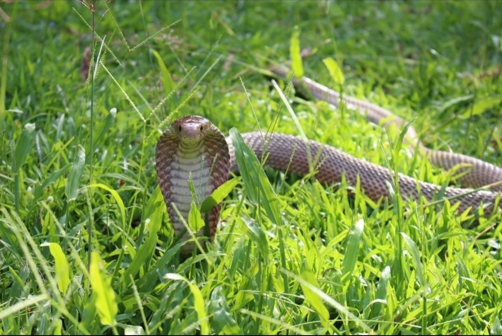 Indonesian Cobra from Pasir Panjang, Komodo, West Manggarai Regency ...