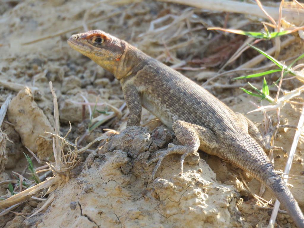 Etheridge's Lava Lizard from Cercado, Bolivia on July 17, 2018 at 08:59 ...