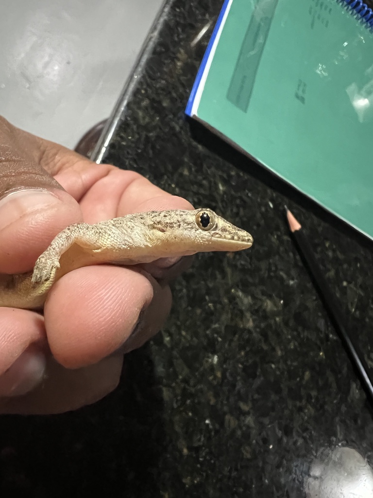 House Geckos from Borba, BR-AM, BR on July 10, 2022 at 06:28 PM by ...