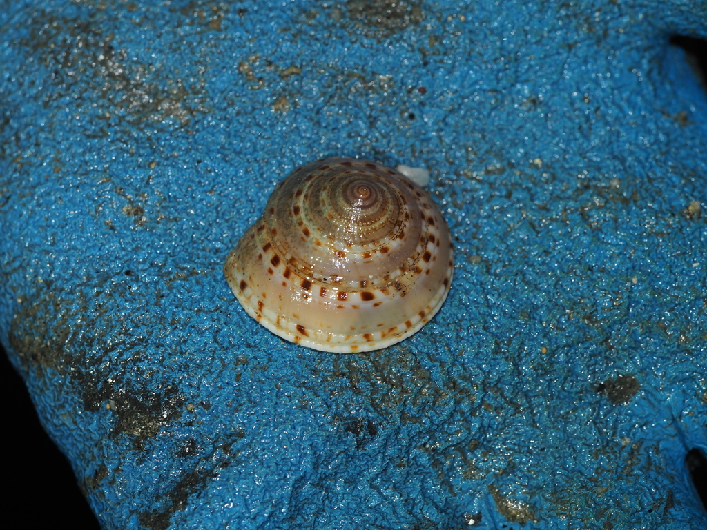 Architectonica perdix from 中国福建省厦门市思明区一国两制海滩 on July 15, 2022 at 08:18 ...