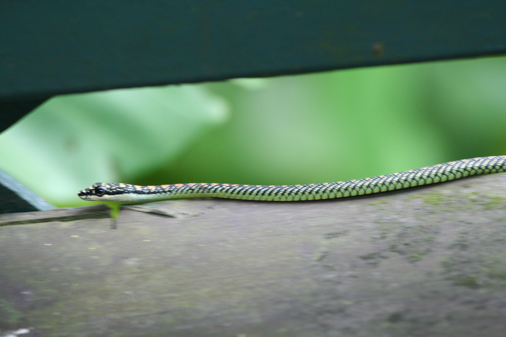 Paradise Flying Snake from Lim Chu Kang, Сингапур on May 4, 2008 at 12: ...