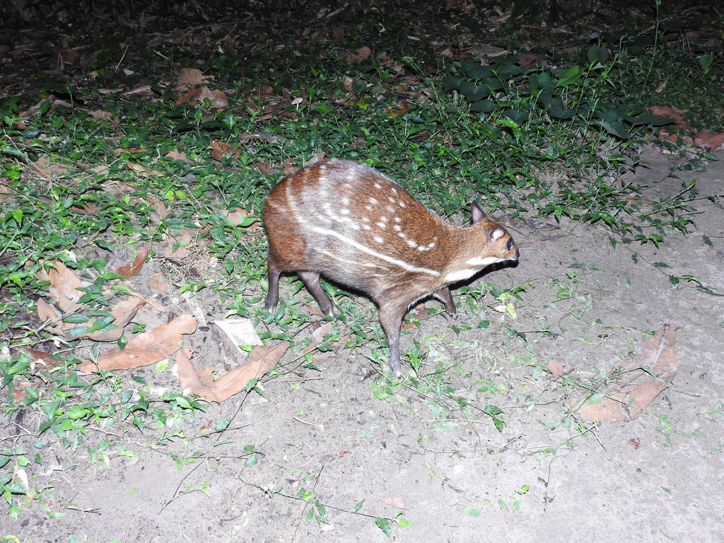 Chevrotains (Tragulidae) - Know Your Mammals