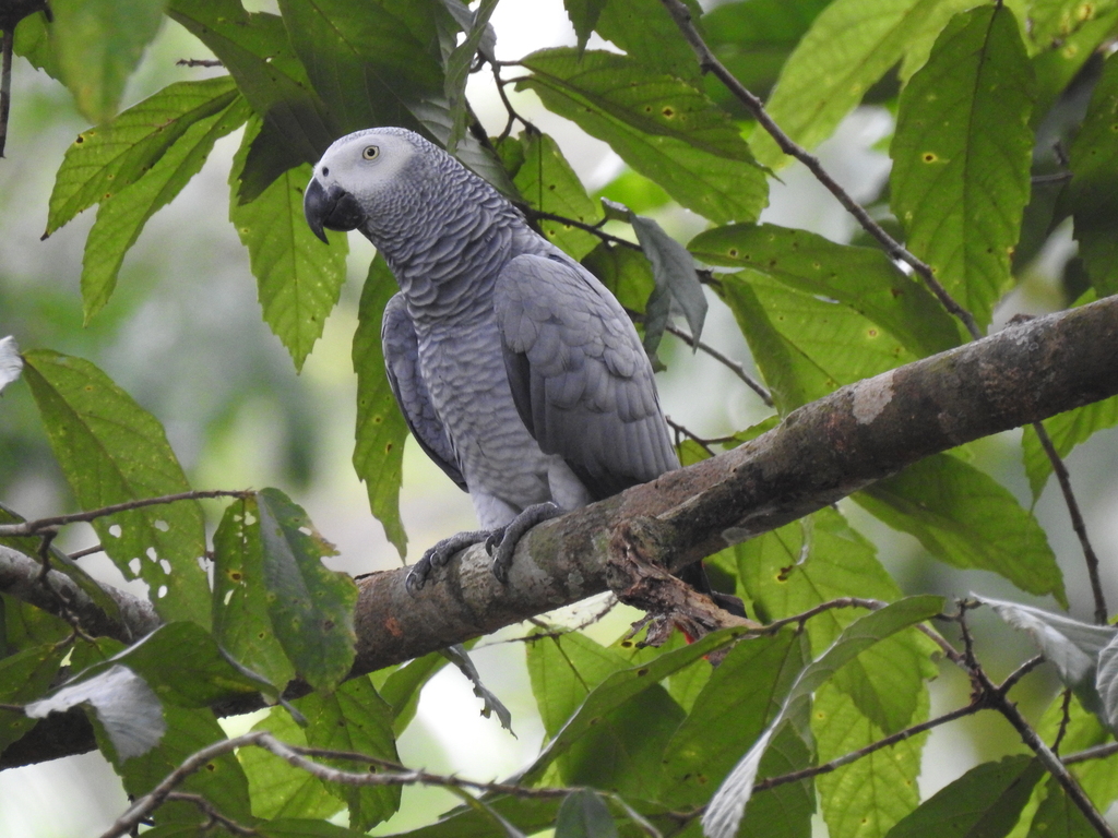 African Grey Parrot in June 2022 by Dérozier Violette · iNaturalist