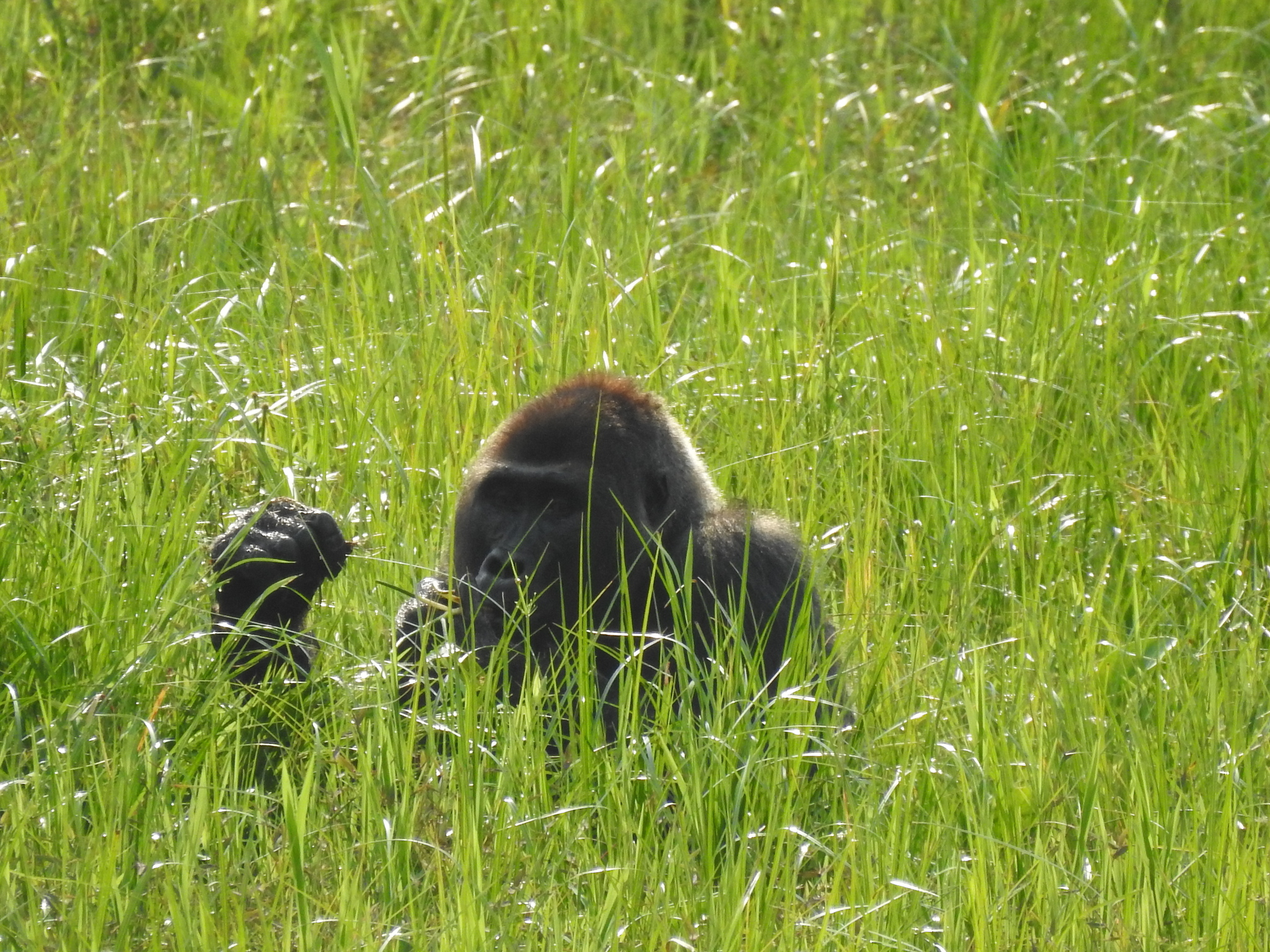 Gorilla gorilla (Savage, 1847)