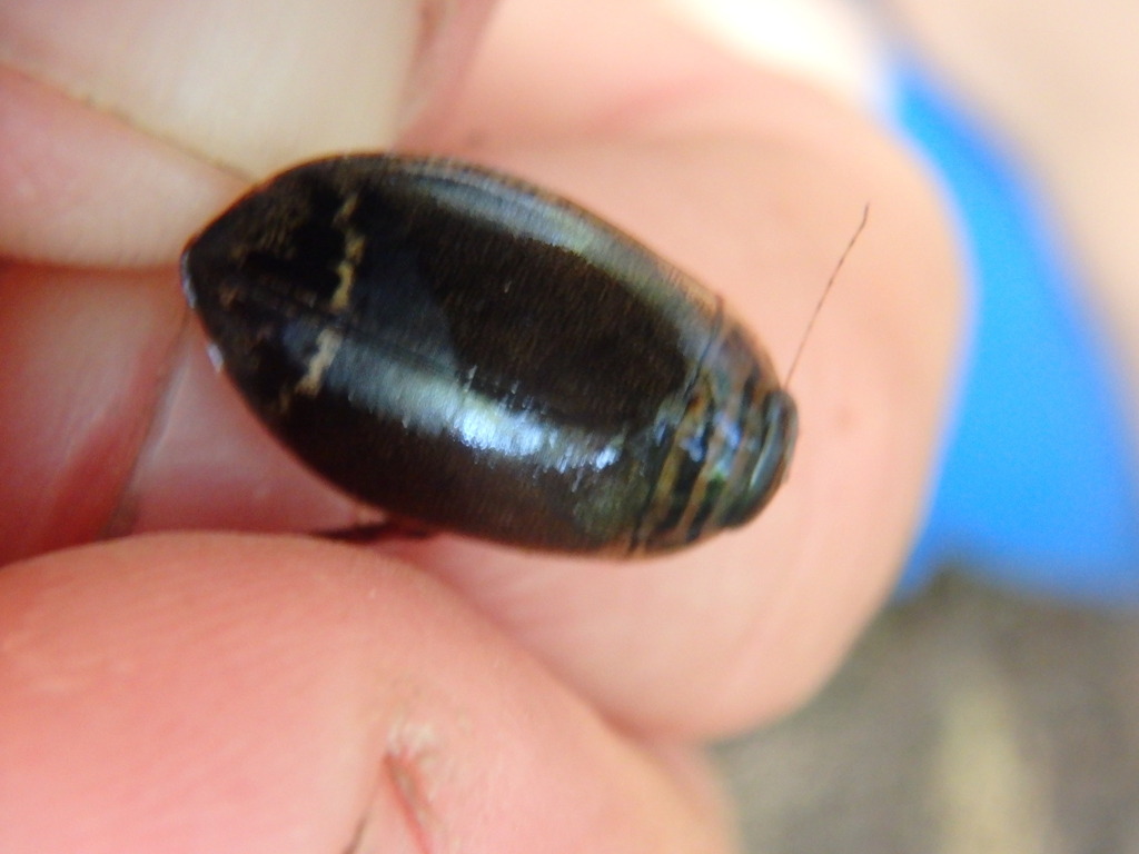 Acilius semisulcatus from Ontonagon County, MI, USA on July 14, 2022 at ...