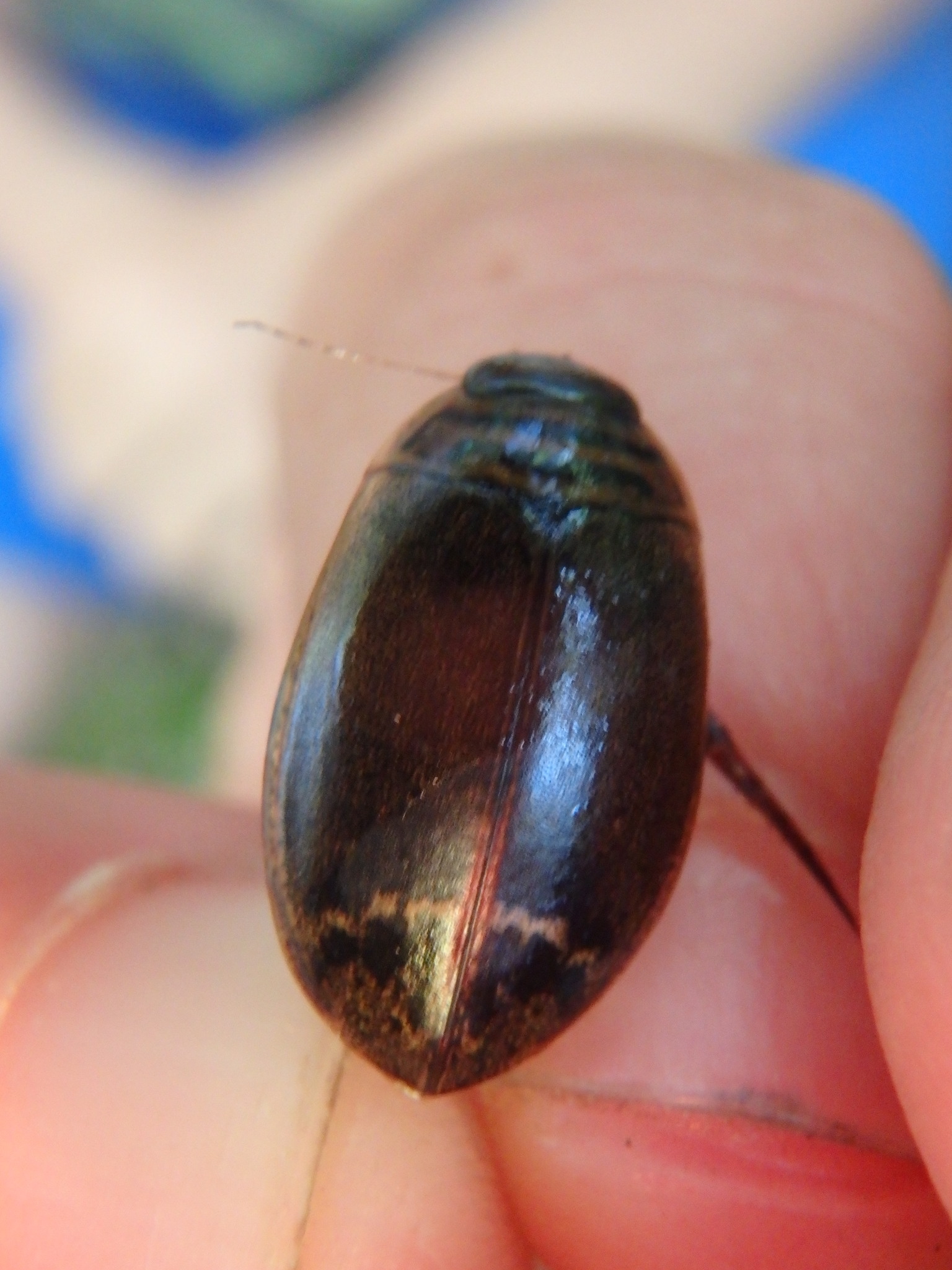 Acilius semisulcatus Aubé, 1838