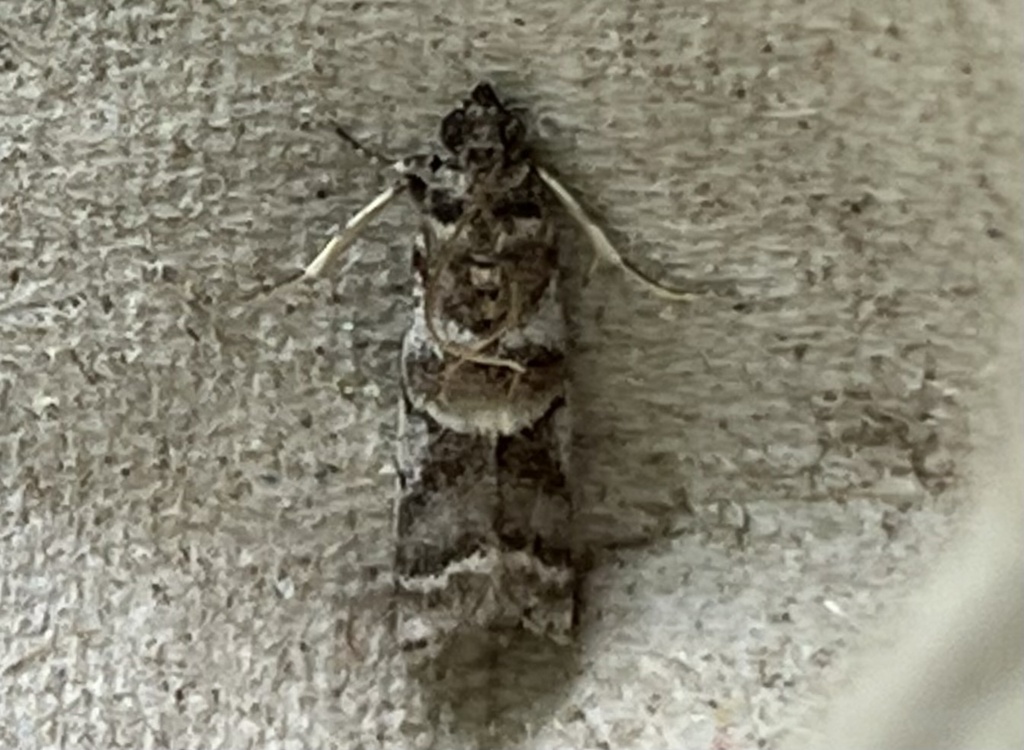 Leaf Crumpler Moth from Miramichi Bay Rd, Saugeen Shores, ON, CA on ...