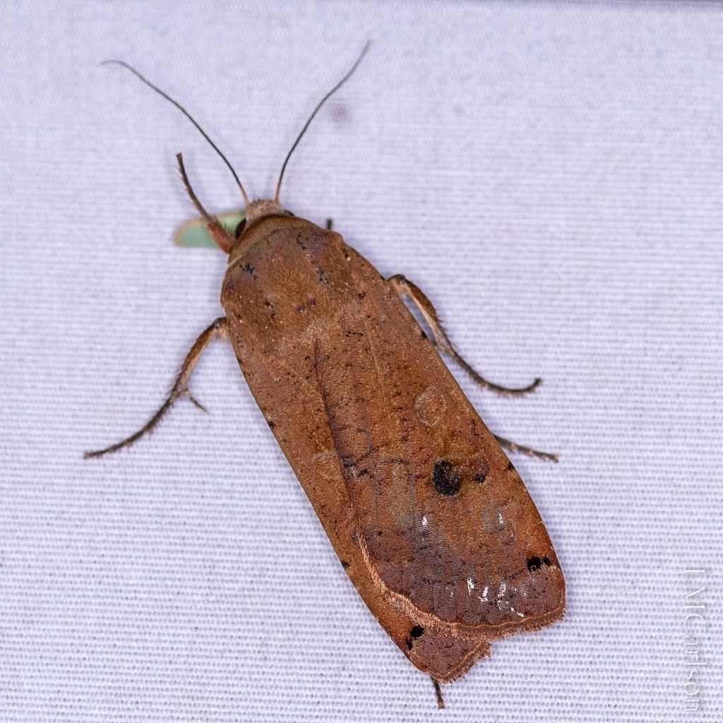 Large Yellow Underwing from 125 Poplar Neck Road on July 19, 2022 at 11 ...