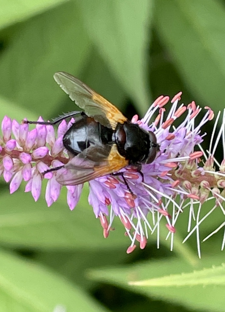 Noon Fly from Slagdijk, Havelte, Drenthe, NL on July 22, 2022 at 02:48 ...
