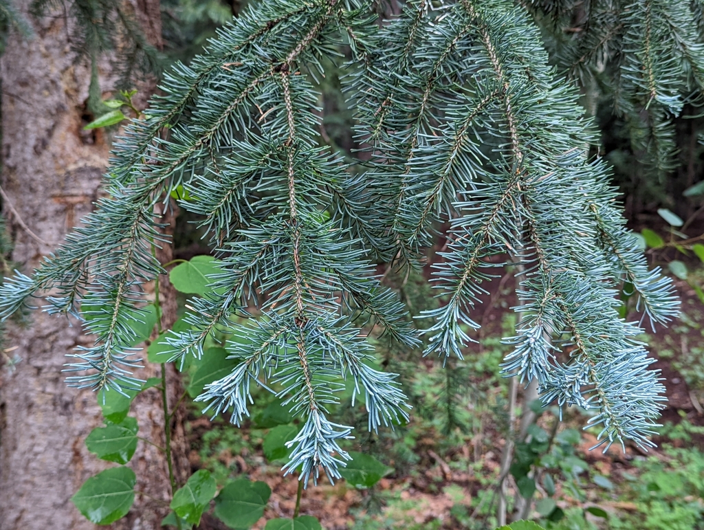 subalpine fir from Apache County, AZ, USA on July 19, 2022 at 06:11 PM ...