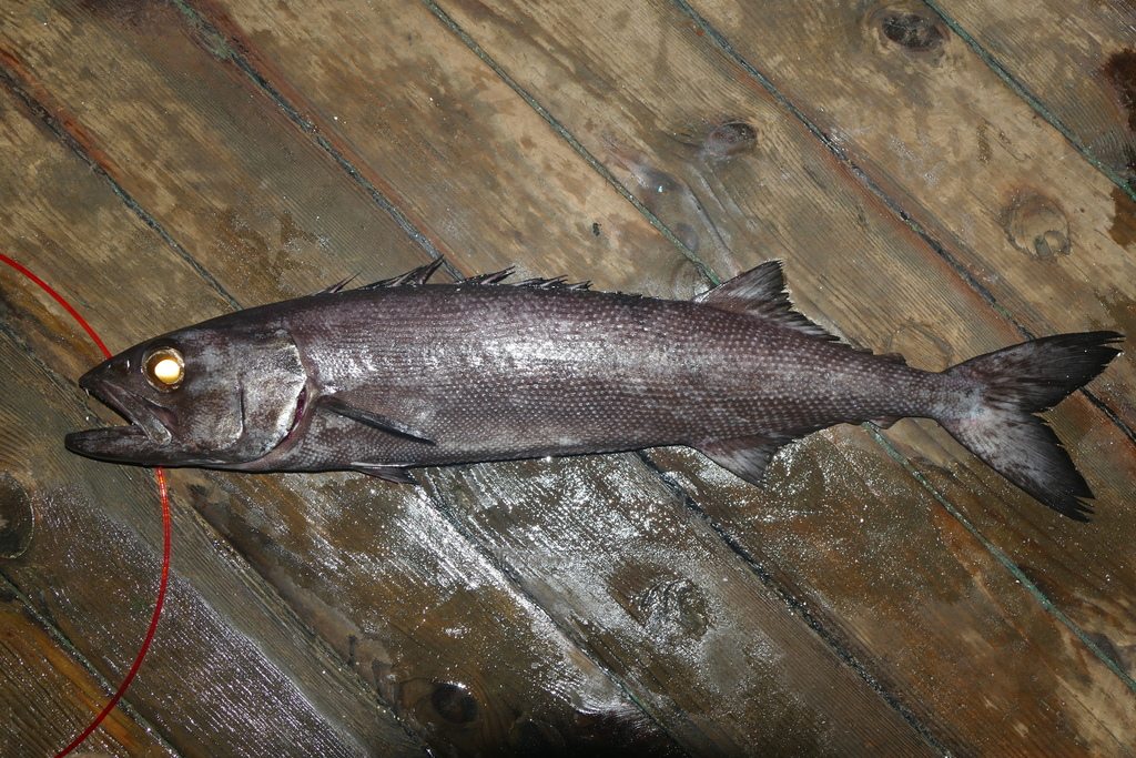 Oilfish (Ruvettus pretiosus) - Marine Life Identification