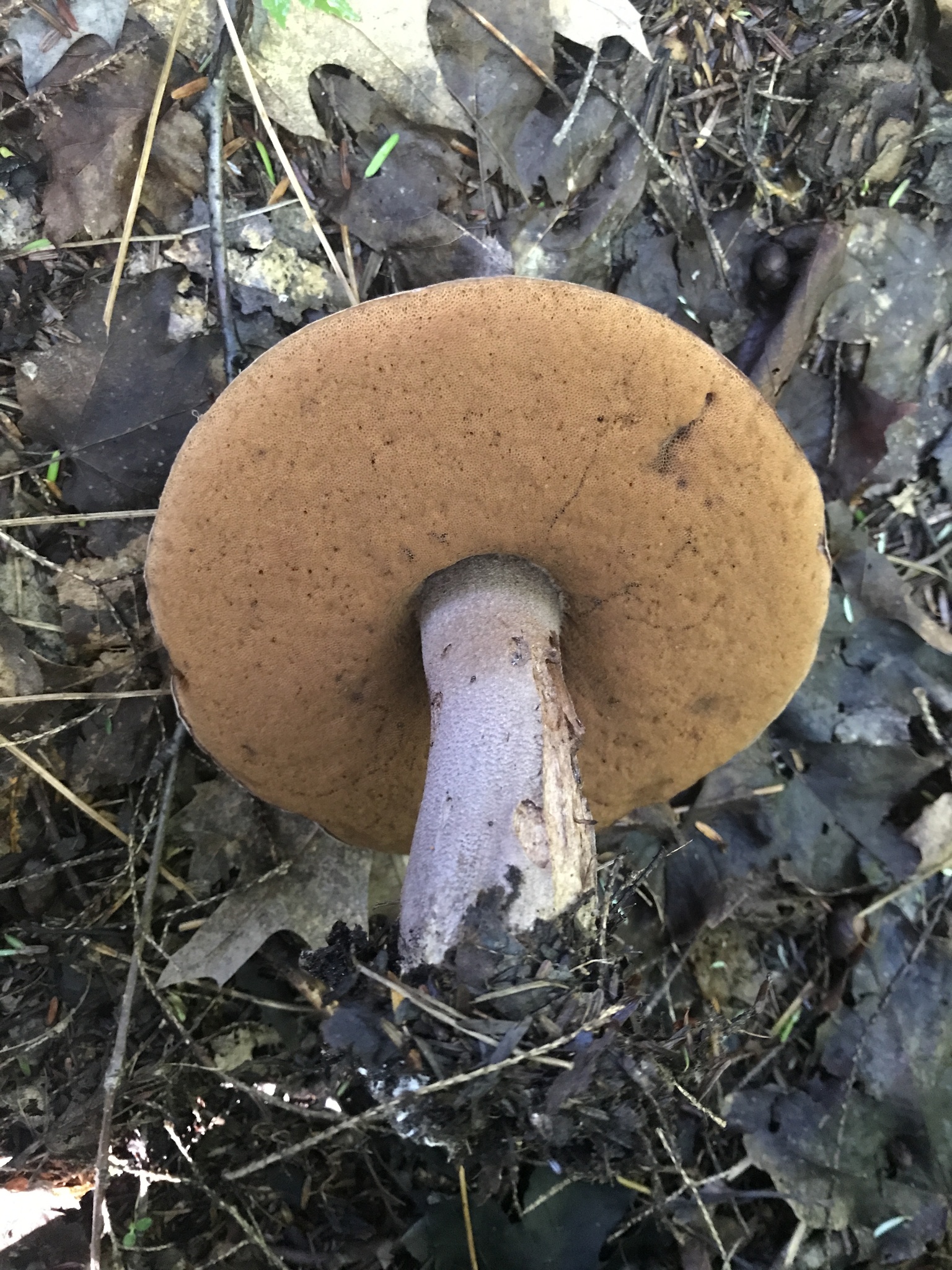 Sutorius eximius (Peck) Halling, Nuhn & Osmundson