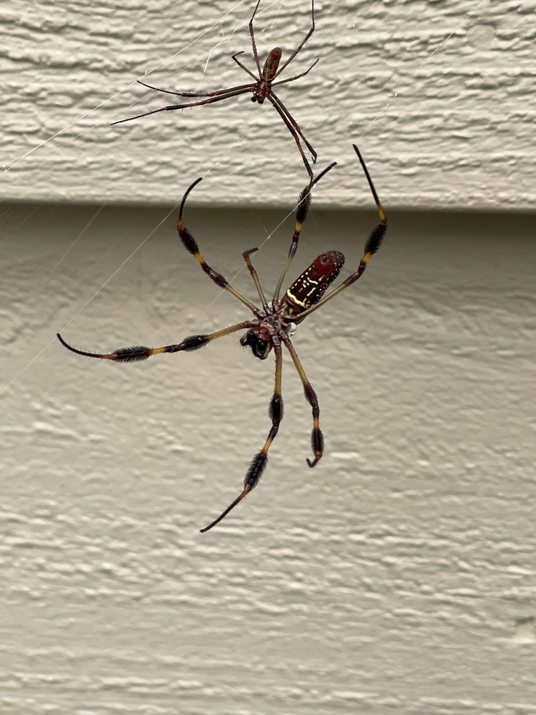 Golden Silk Spider from Magens Way, Cedar Point, NC, US on July 22 ...