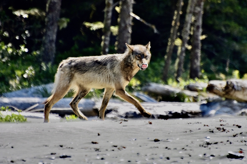 Coastal Wolf from Ahous Bay, Alberni-Clayoquot Regional District, BC ...