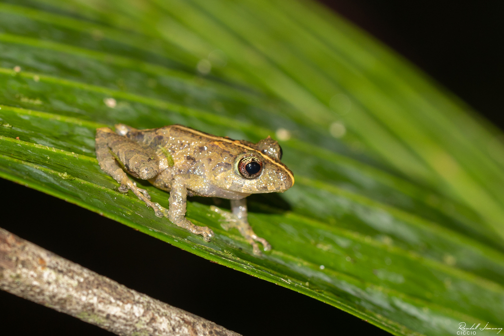 Golden-groined Robber Frog from Provincia de Puntarenas, Costa Rica on ...