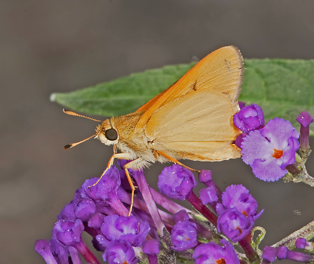 Rare Skipper from Surry County, VA, USA on July 24, 2010 at 09:53 AM by ...