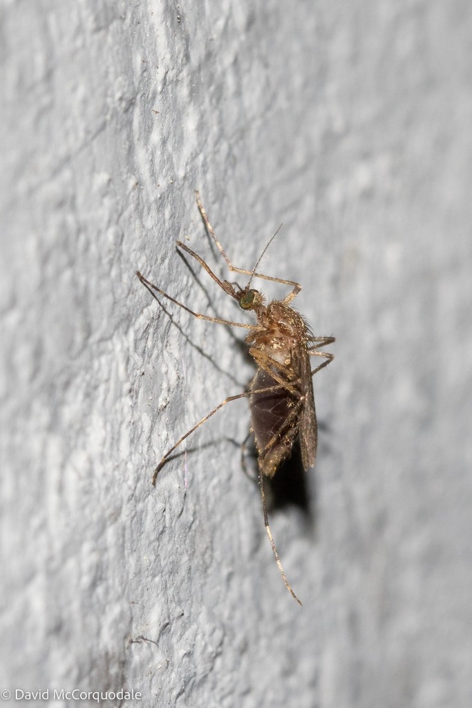 Cattail Mosquito from Georges River, NS, Canada on July 21, 2022 at 10: ...