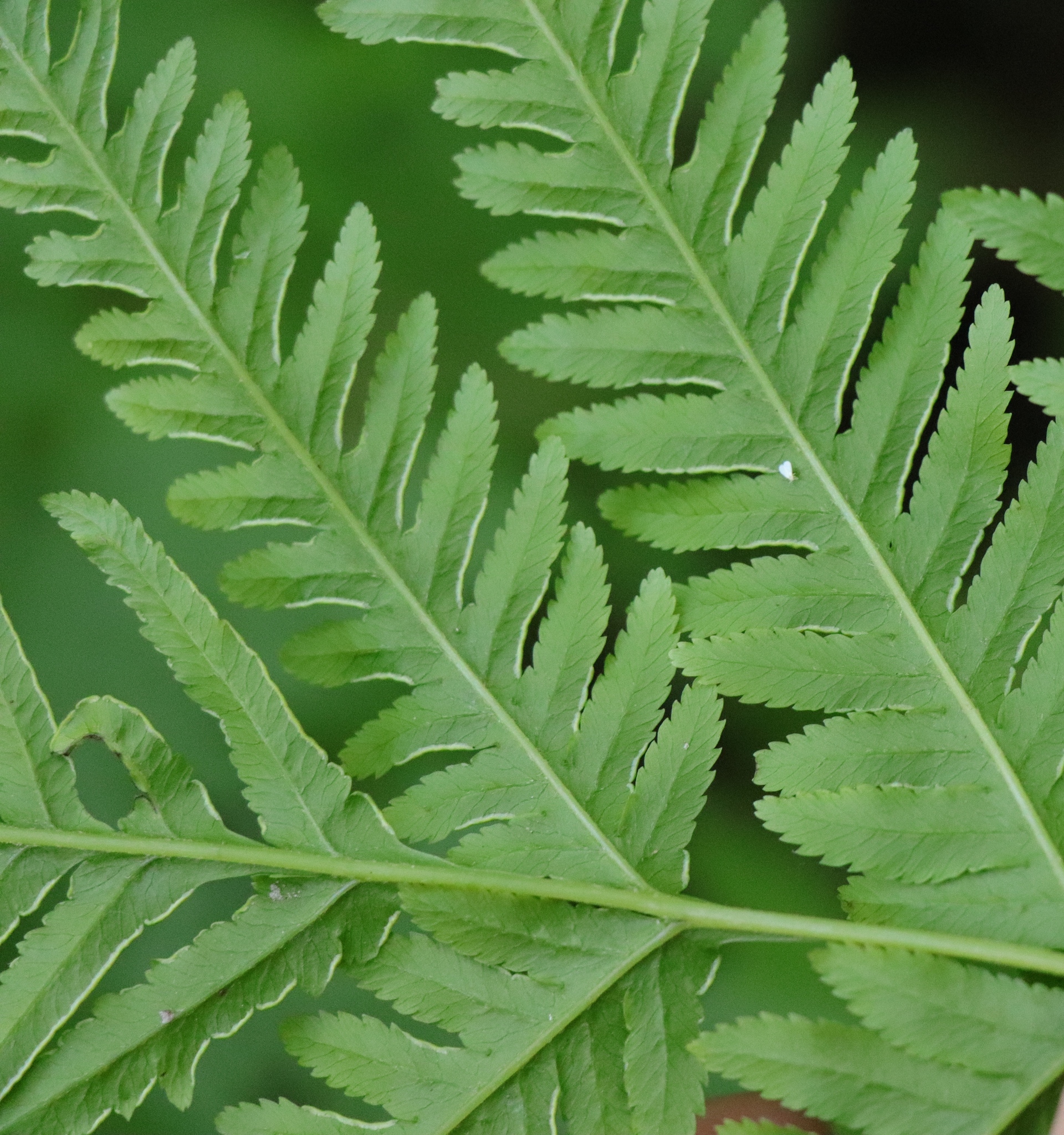 Pteris dentata Forssk.
