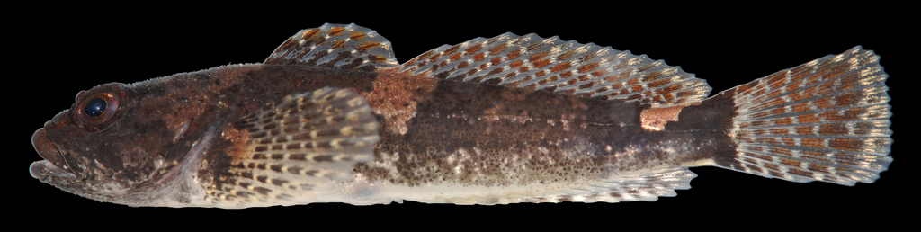 Blue Ridge Sculpin in September 2020 by sercfisheries · iNaturalist