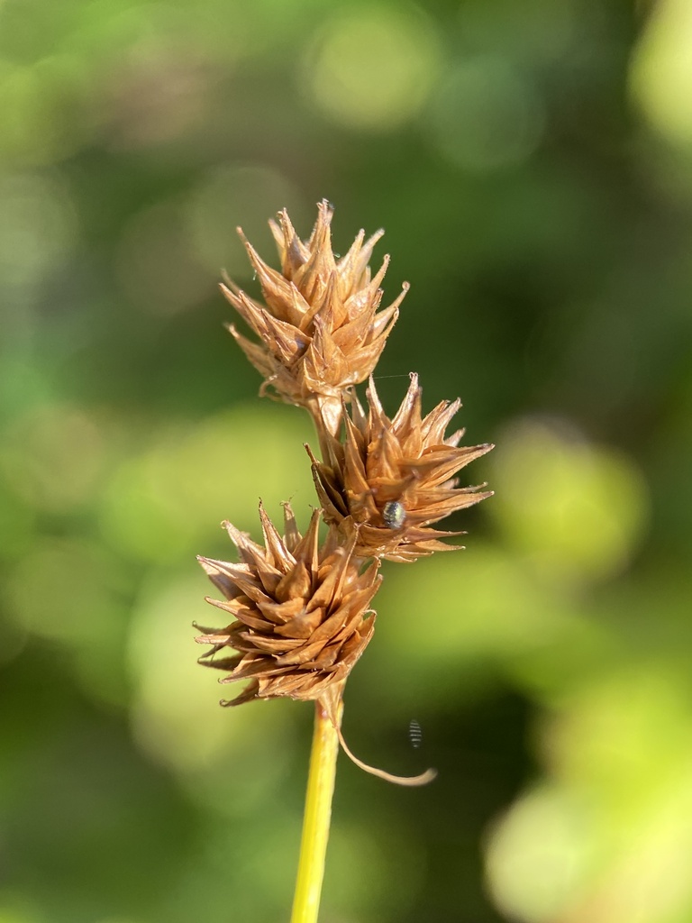 Troublesome Sedge from Chaumont, NY, US on July 22, 2022 at 11:26 AM by ...