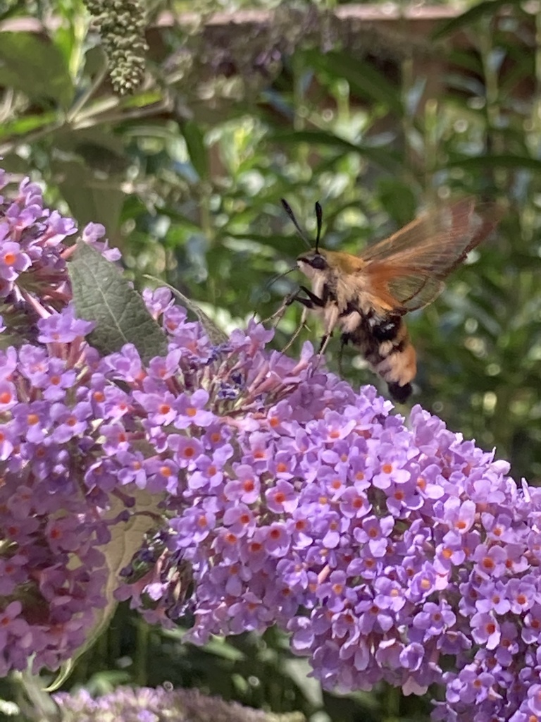 Narrow-bordered Bee Hawkmoth from Place de la Fontaine, Saint-Julien-en ...