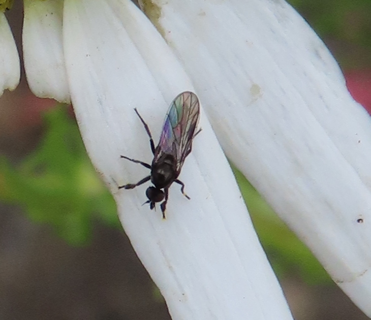 Hilara chorica from Hvörf, Kópavogur, Iceland on July 22, 2022 at 06:13 ...