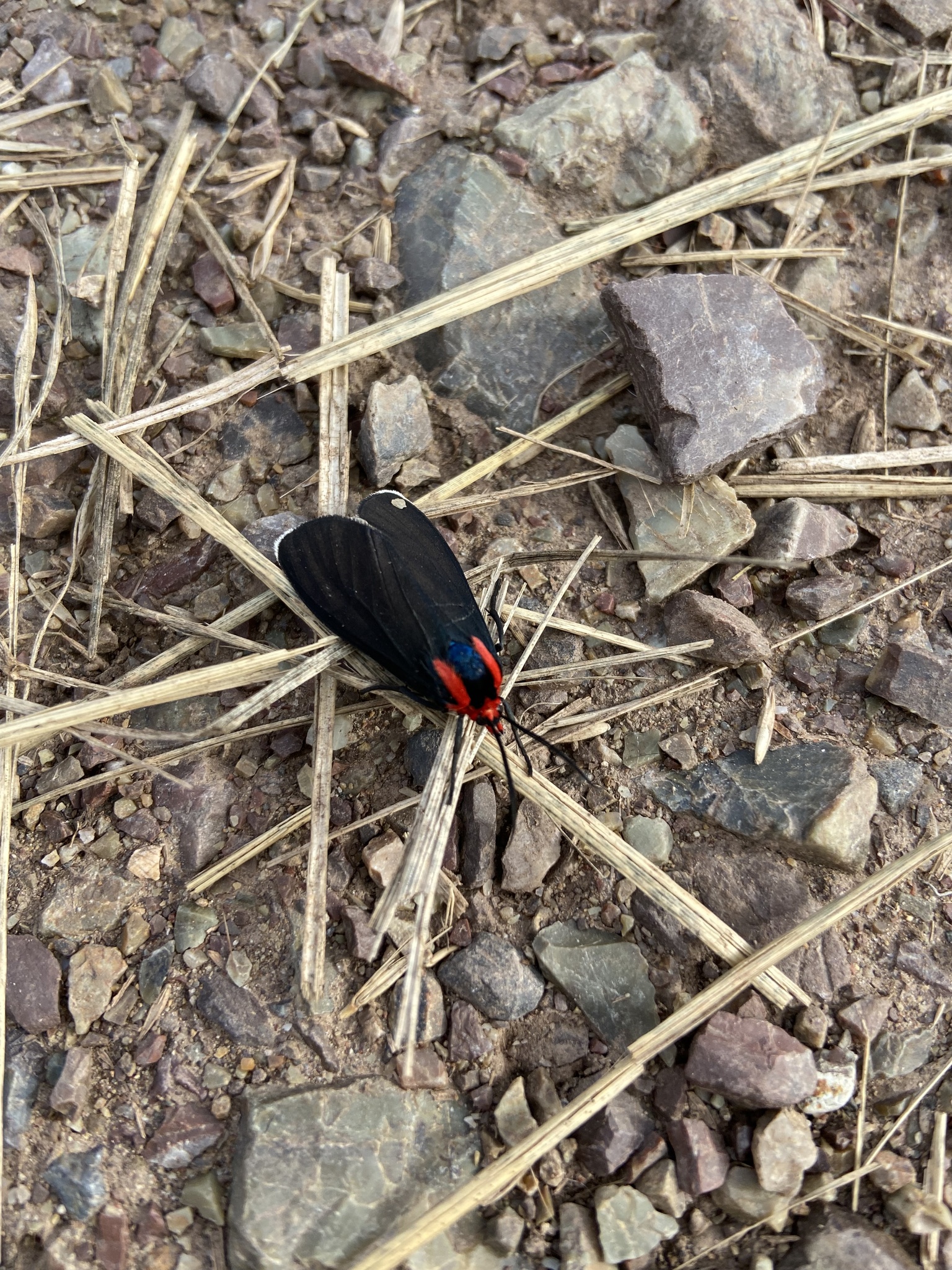 Ctenucha rubroscapus Ménétriés, 1857
