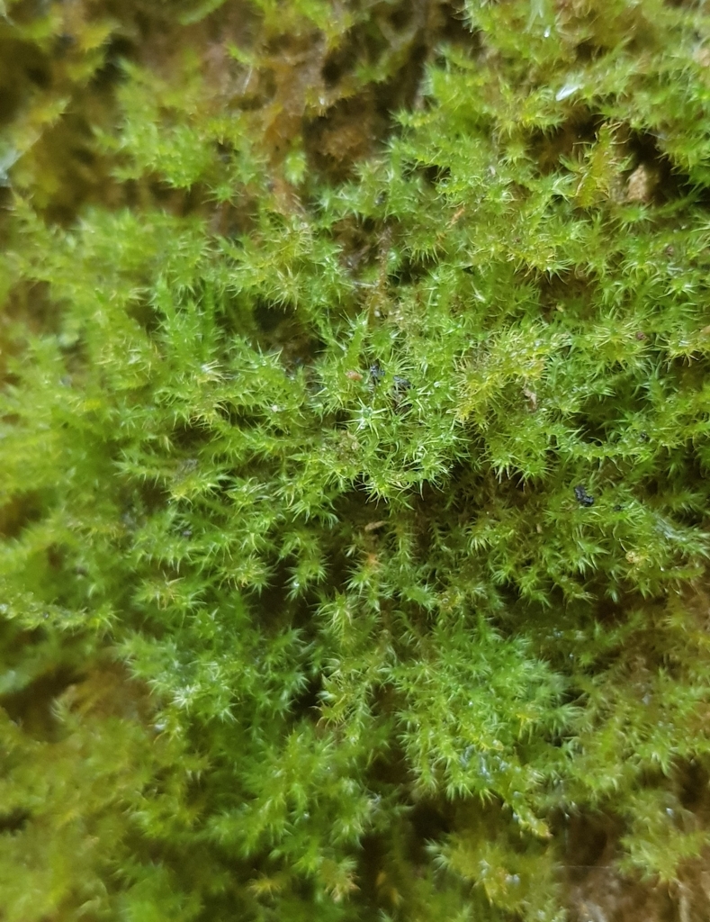 Dull Starry Feather-moss (Campylium protensum) - Botanical Realm