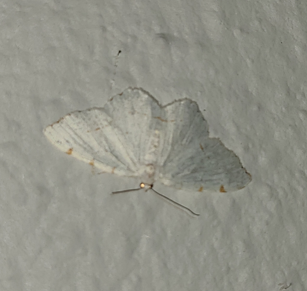 Lesser Maple Spanworm Moth in July 2022 by Rebecca Gelernter · iNaturalist