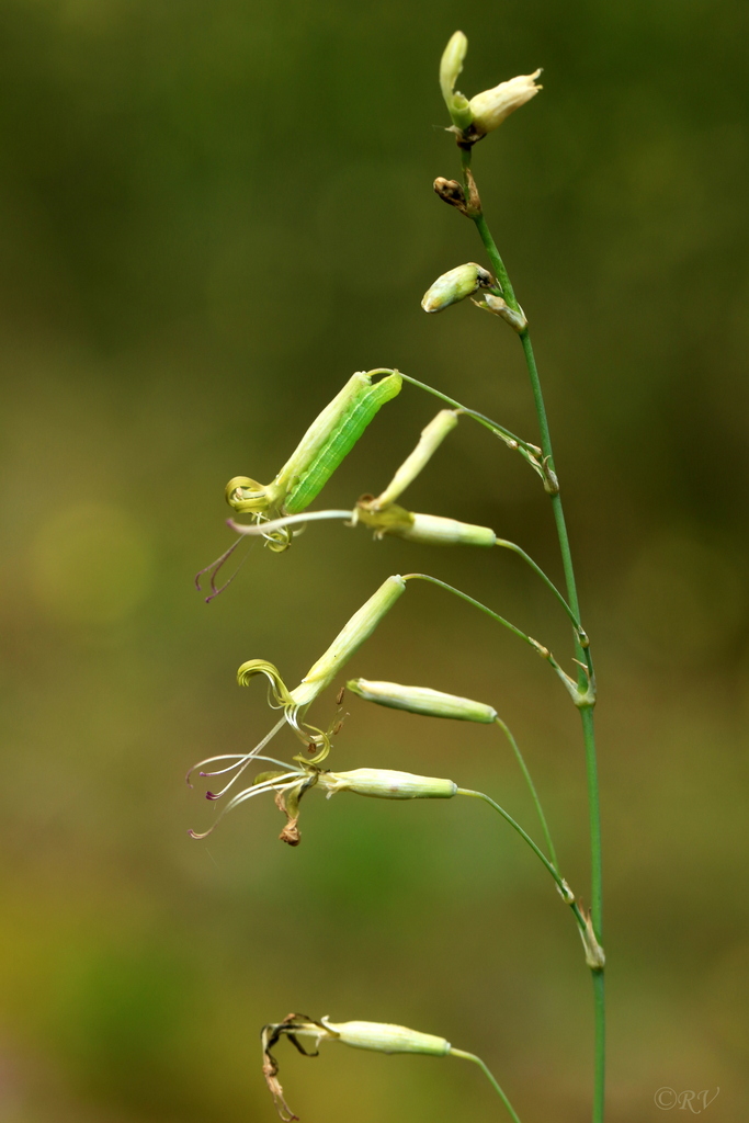 (Silene) - Botanical Realm