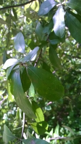 Gum bumelia (Plants of Dallas/Fort Worth) · iNaturalist