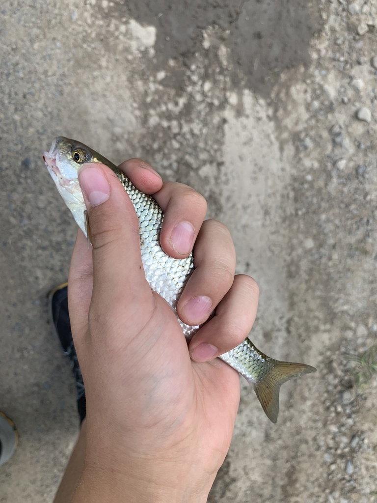 Fallfish from Nescopeck State Park, White Haven, PA, US on July 21 ...