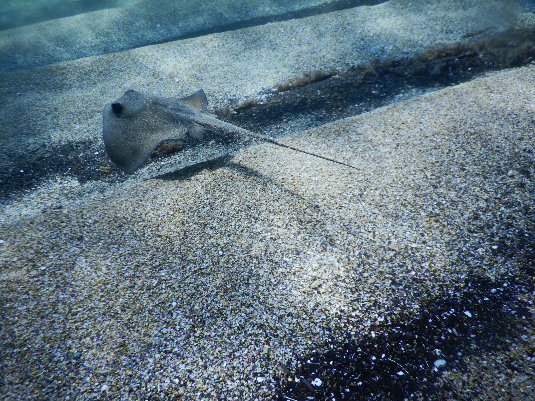 Dasyatis pastinaca (Linnaeus, 1758)