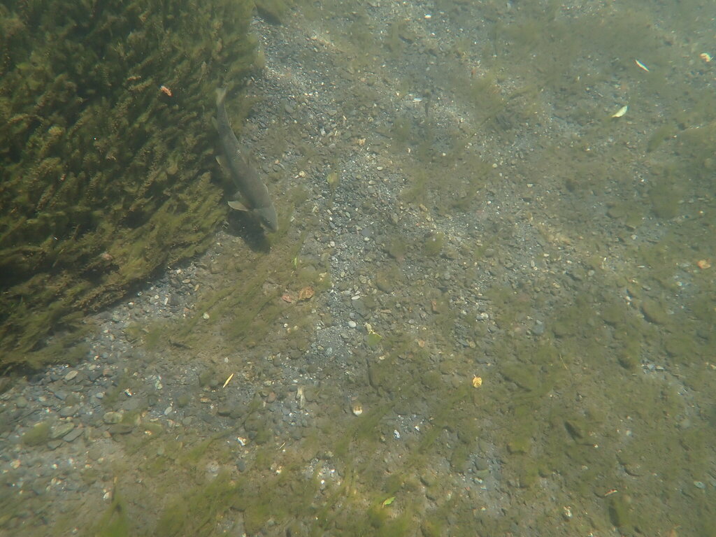 Klamath Largescale Sucker (Catostomus snyderi) - Marine Life Identification