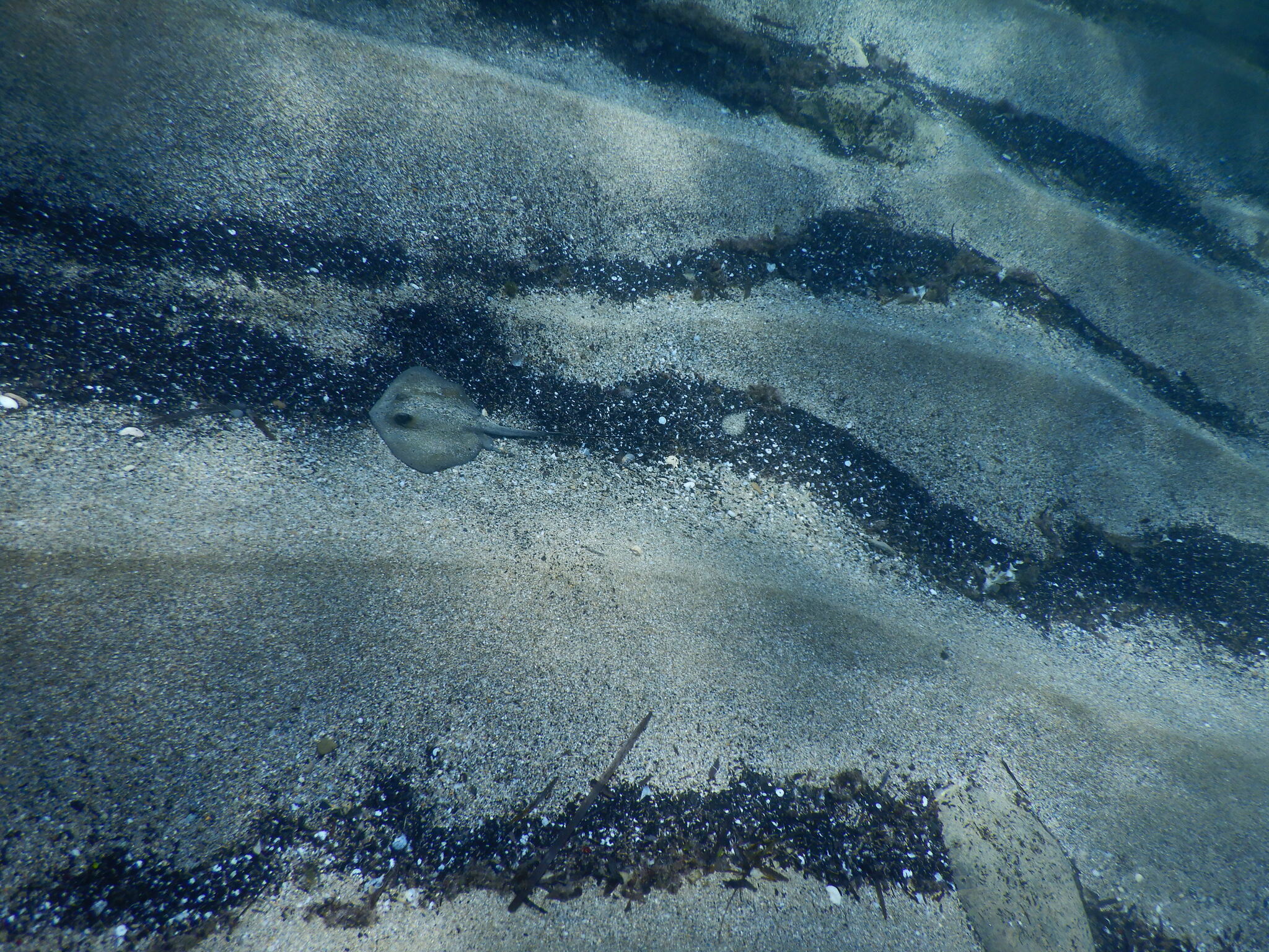 Dasyatis pastinaca (Linnaeus, 1758)