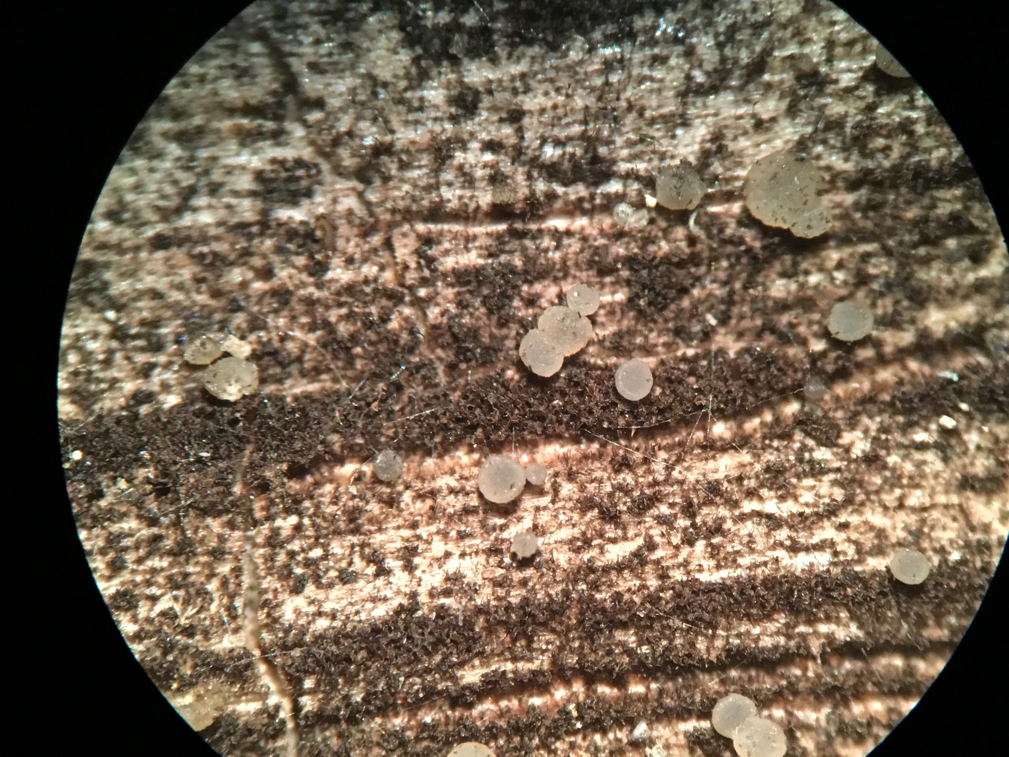 Strossmayeria basitricha (Sacc.) Dennis