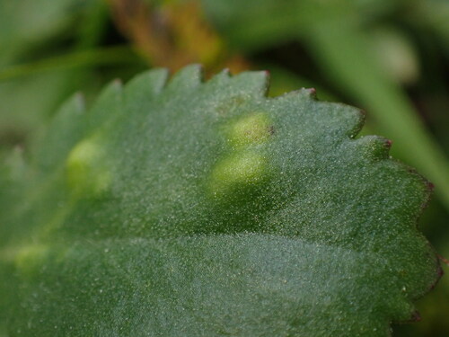 Trioza chrysanthemi · iNaturalist