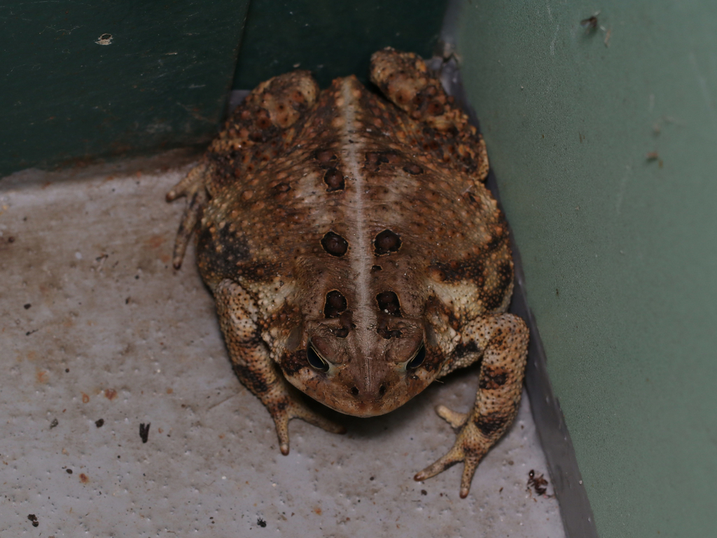 American Toad from Westchester County, NY, USA on July 20, 2022 at 08: ...