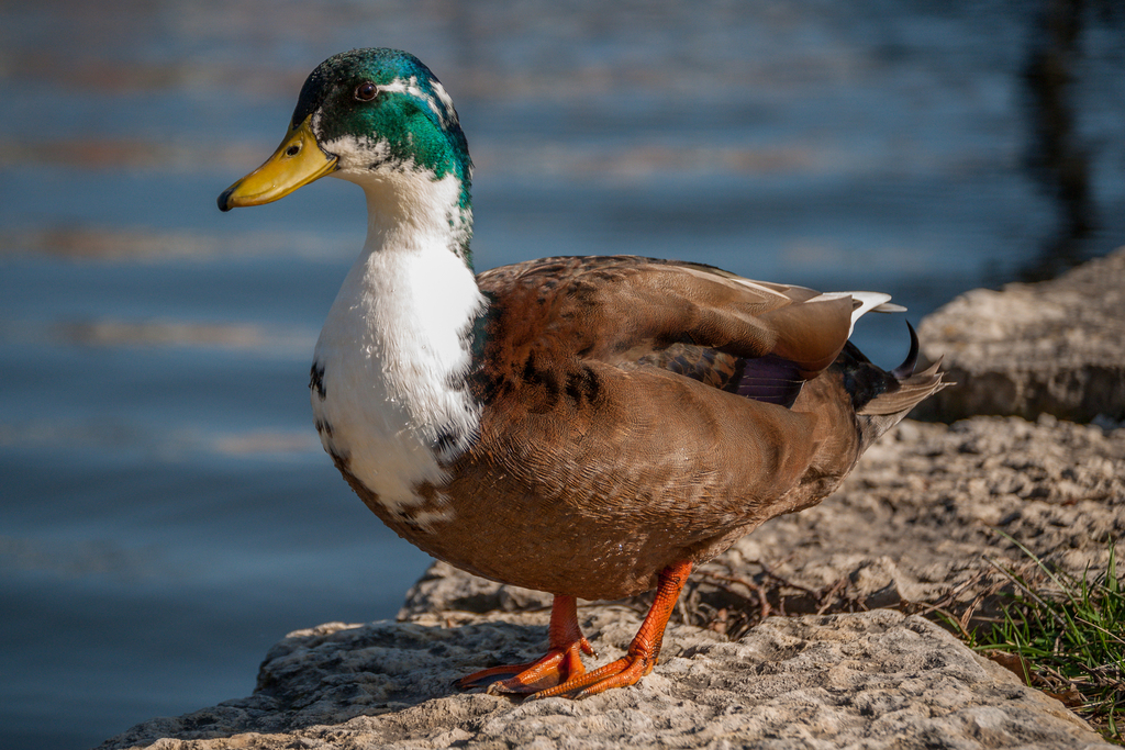 Domestic Mallard in March 2012 by Dylan Buell · iNaturalist