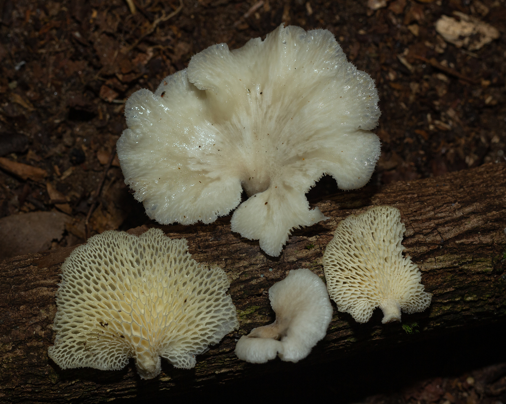Favolus rugulosus from Rio do Ouro, Caraguatatuba - SP, Brasil on ...