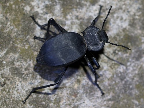 Akis sansi · iNaturalist United Kingdom