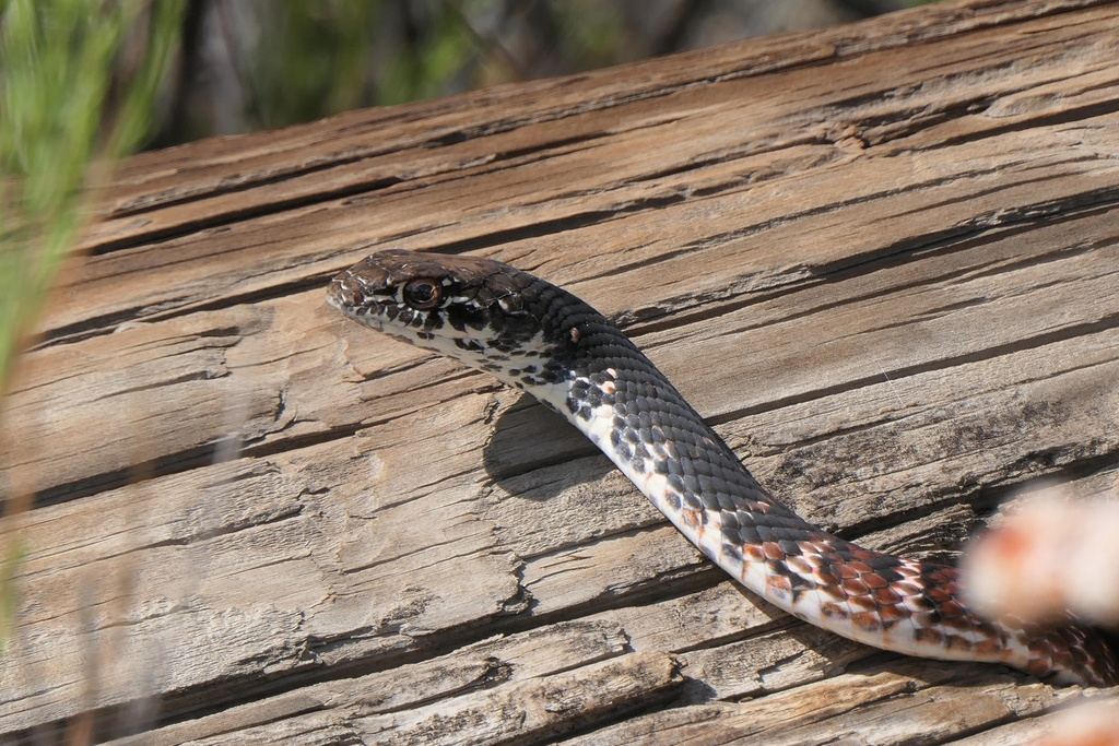 Red Coachwhip from Mission Trails Regional Park, San Diego, CA, US on ...