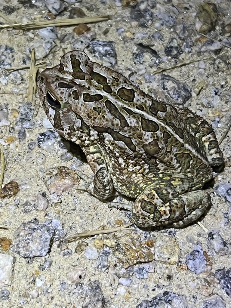Fowler's Toad from Midway, AL, US on July 21, 2022 at 09:53 PM by ...