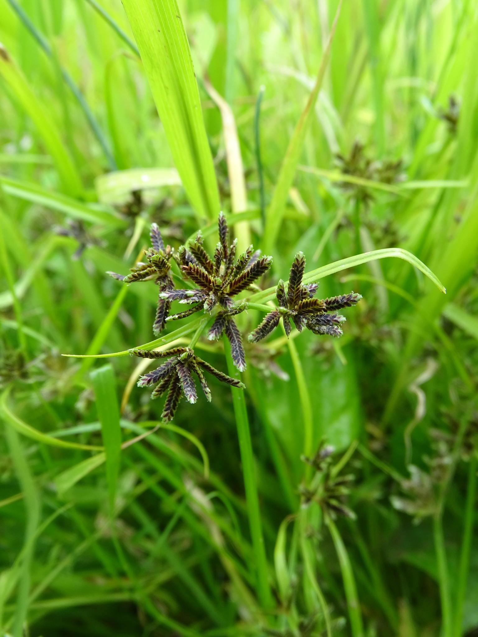 Cyperus Fuscus