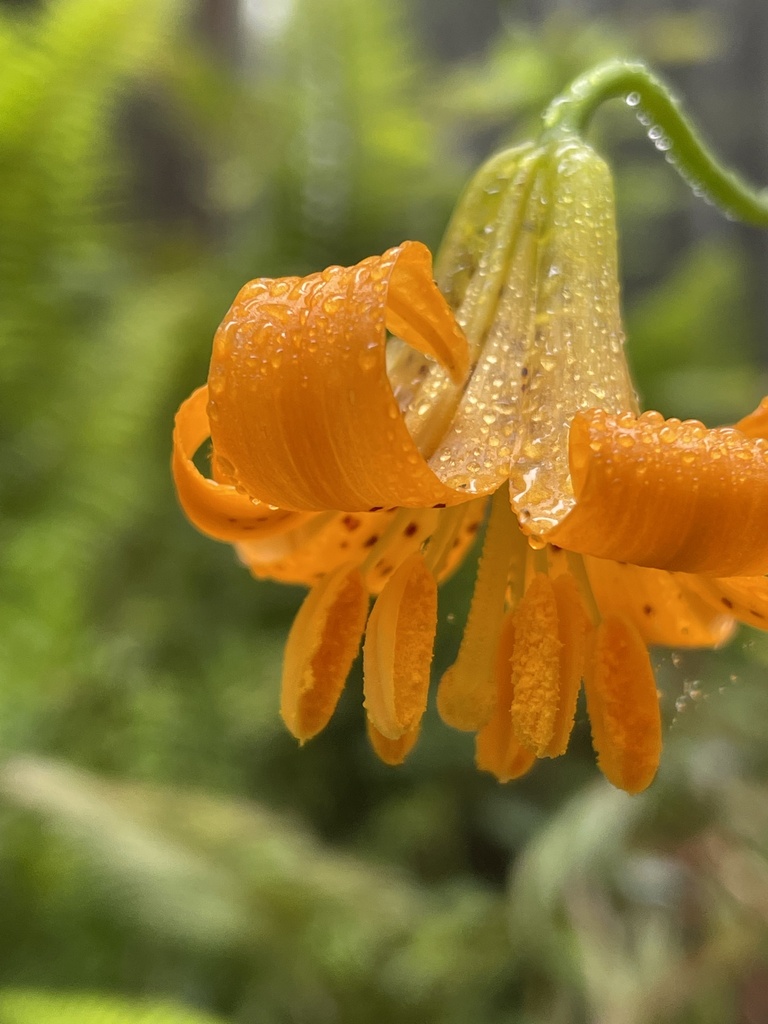 Columbia lily from Redwood National and State Parks, Trinidad, CA, US ...