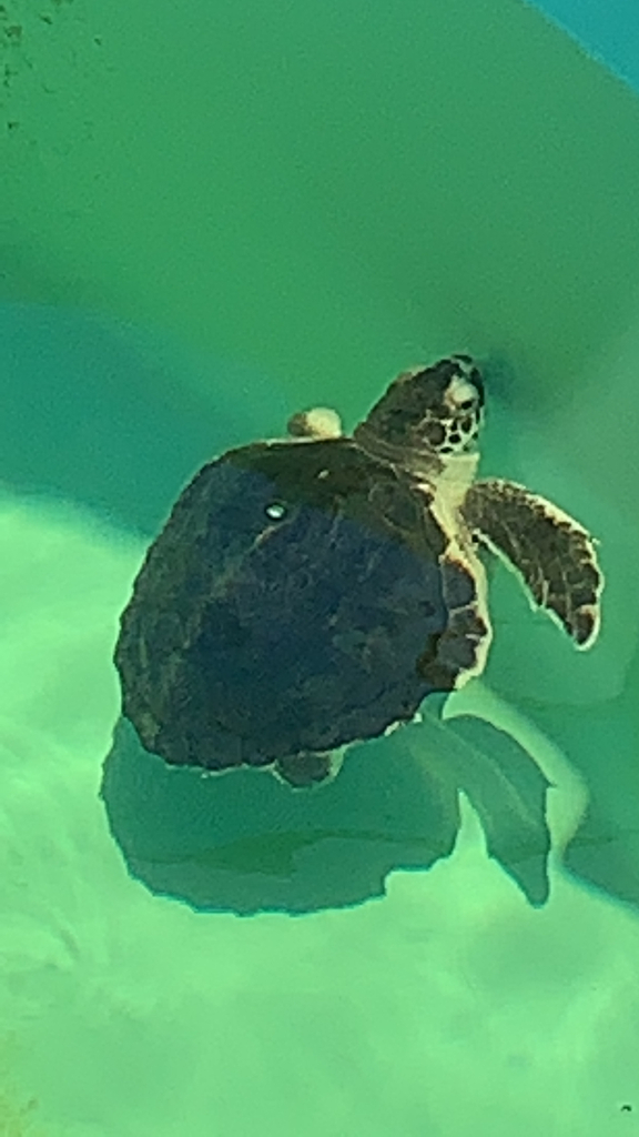 Hawksbill, Loggerhead, and Ridley Sea Turtles in July 2022 by ...