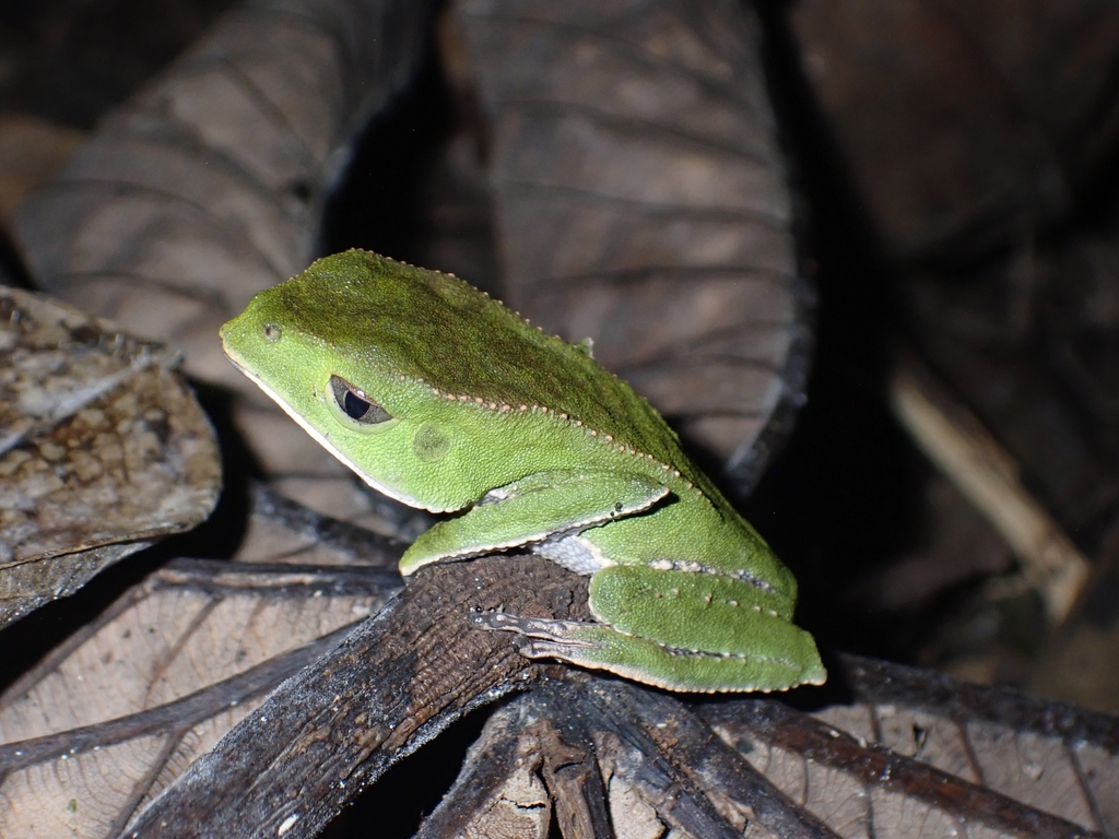 White-lined Leaf Frog from Tambopata Research Center on June 23, 2022 ...