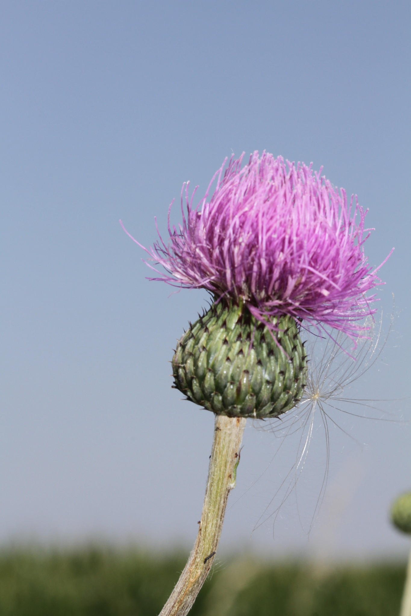 Cirsium canum (L.) All.