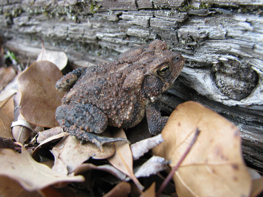 Southern Toad from Grifton, NC on March 15, 2008 by Kenneth Bader ...